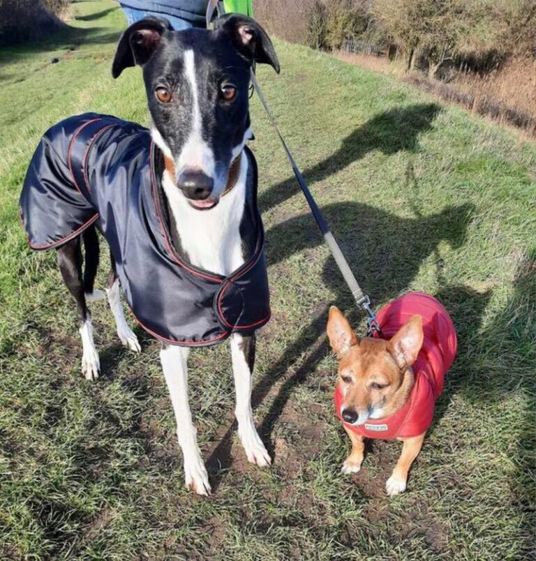 Contact Us - Romford Retired Greyhounds