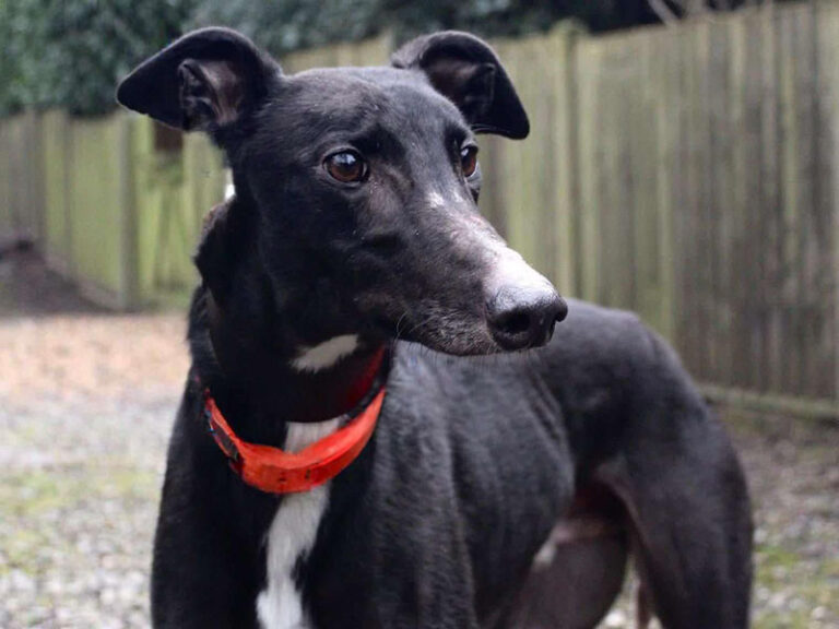 Adopt a Greyhound in Essex - Romford Retired Greyhounds
