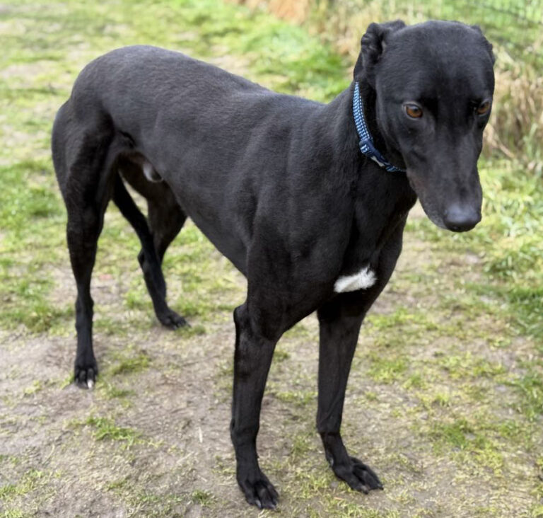 Adopt a Greyhound in Essex - Romford Retired Greyhounds