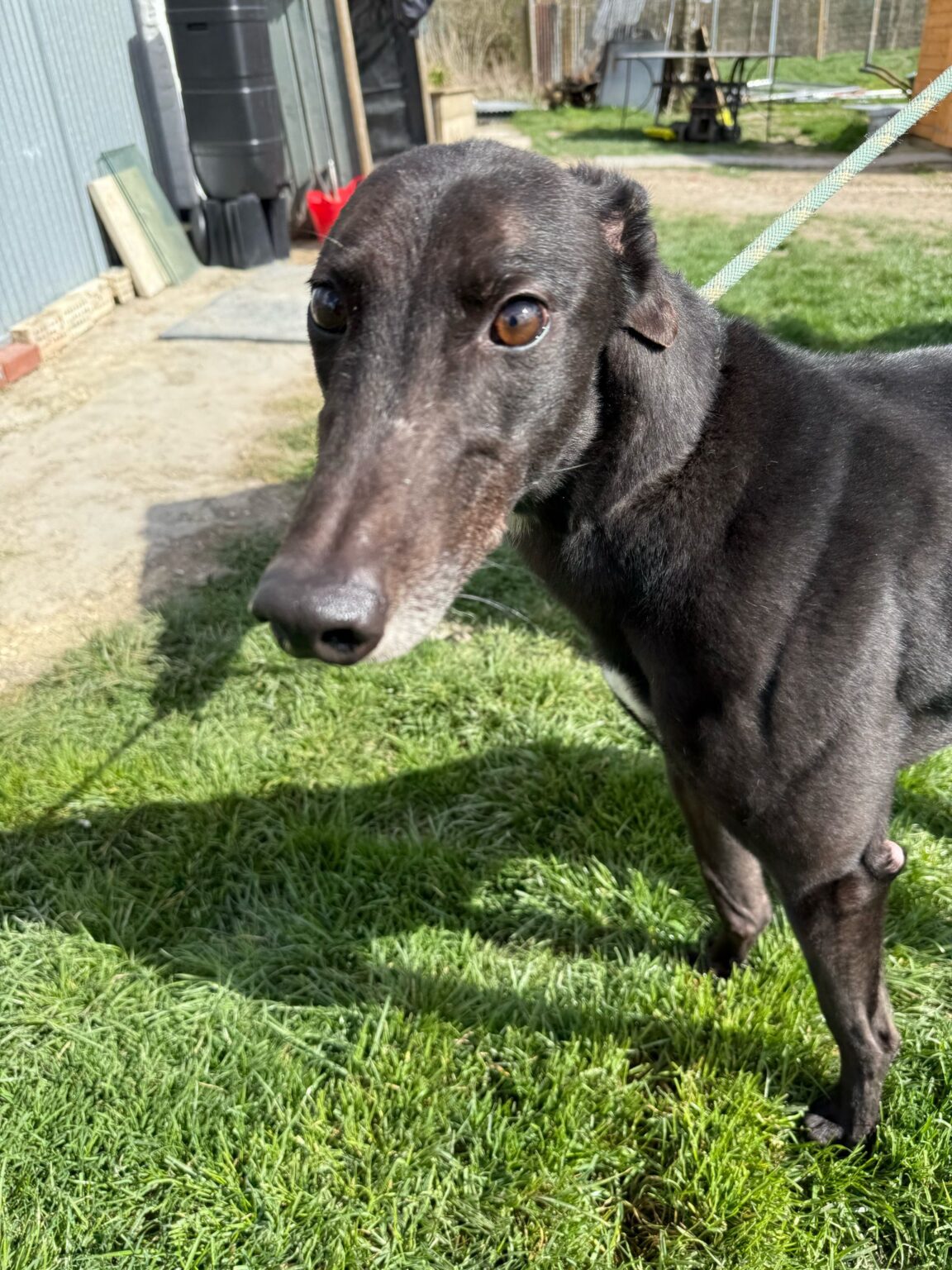 Adopt a Greyhound in Essex - Romford Retired Greyhounds
